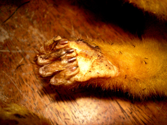 "glu's laboratory " by glu